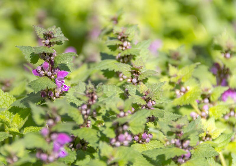 Dead nettles closeup stock image. Image of deadnettle - 70143489