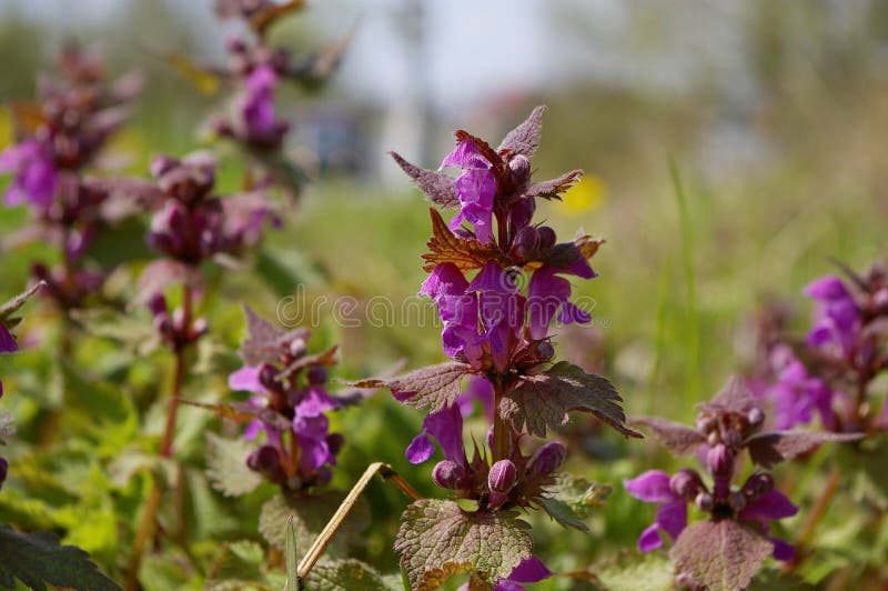 Dead nettles closeup stock image. Image of deadnettle - 70143489