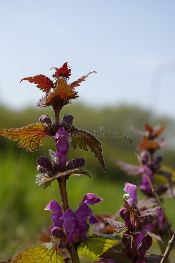 Dead nettles closeup stock image. Image of deadnettle - 70143489