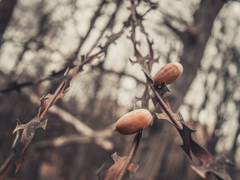 Dead Oak Acorns on Barbed Wire. the Opposition of Nature and ...