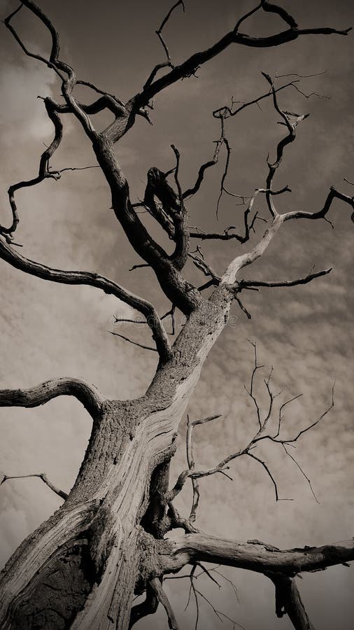 Dead Oak Tree stock photo. Image of decaying, global - 20390710