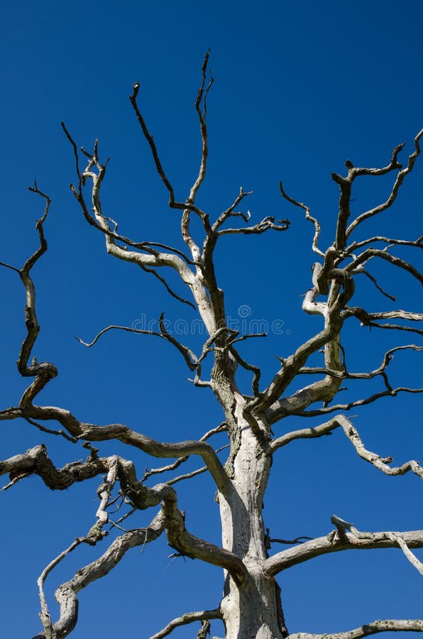 Dead oak tree stock photo. Image of aged, branches, tree - 75016674