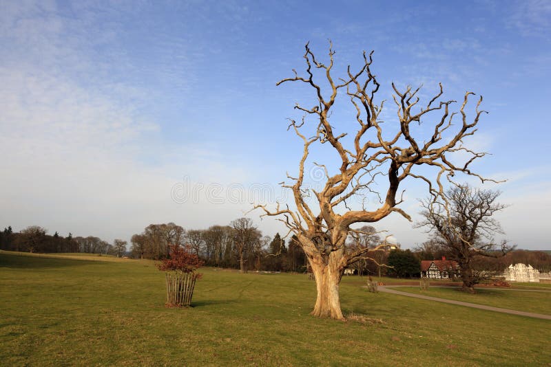 Dead Oak Tree stock image. Image of welsh, ancient, rotten - 78066855
