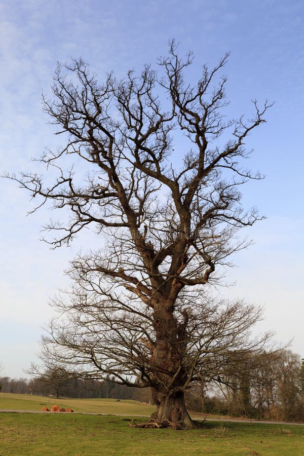 Dead Oak Tree stock image. Image of chirk, clouds, decaying - 78066789