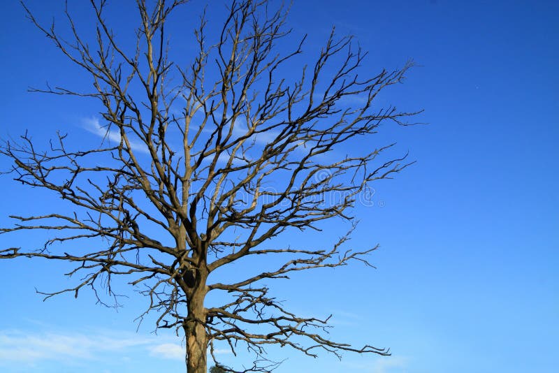 Dead Oak Tree stock photo. Image of field, decay, nature - 4564376