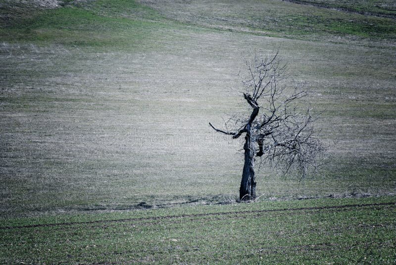Dead oak tree in a field stock photo. Image of sunrise - 47239438