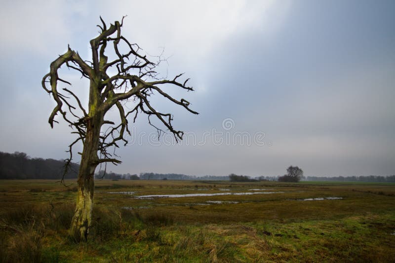 Dead Oak tree stock image. Image of branches, death, dead - 82829669
