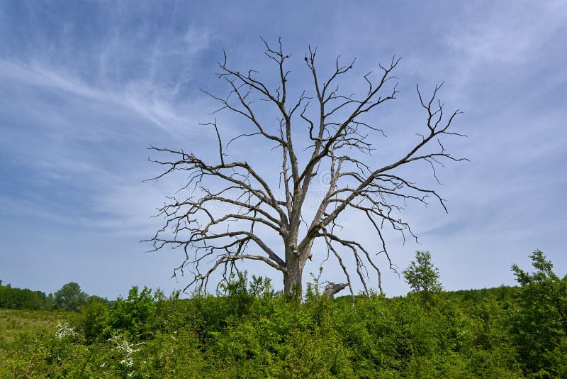 Dead Oak Tree by the Forest Stock Image - Image of outside, field ...