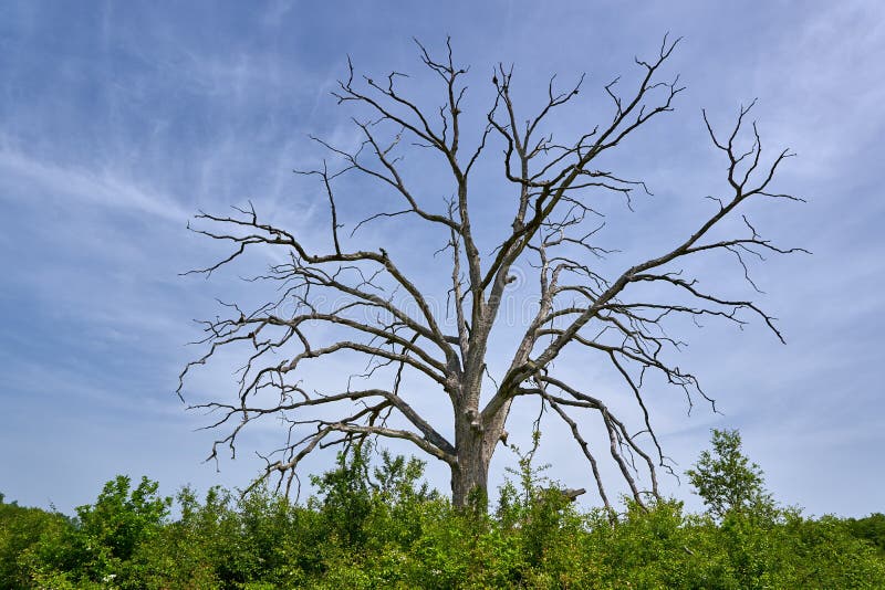 Dead Oak Tree by the Forest Stock Image - Image of fresh, rural: 184140515