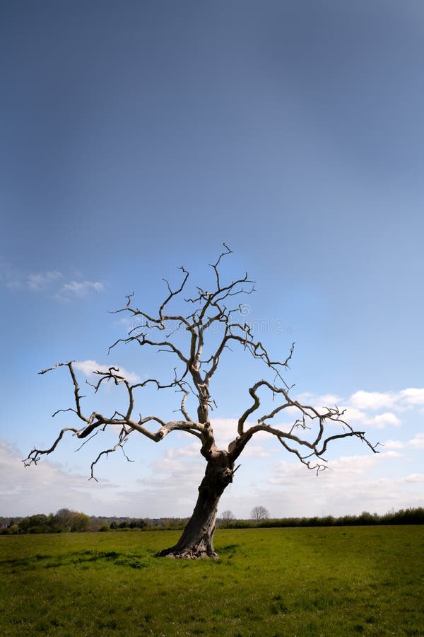 Dead tree in a field stock image. Image of exterior - 238148319