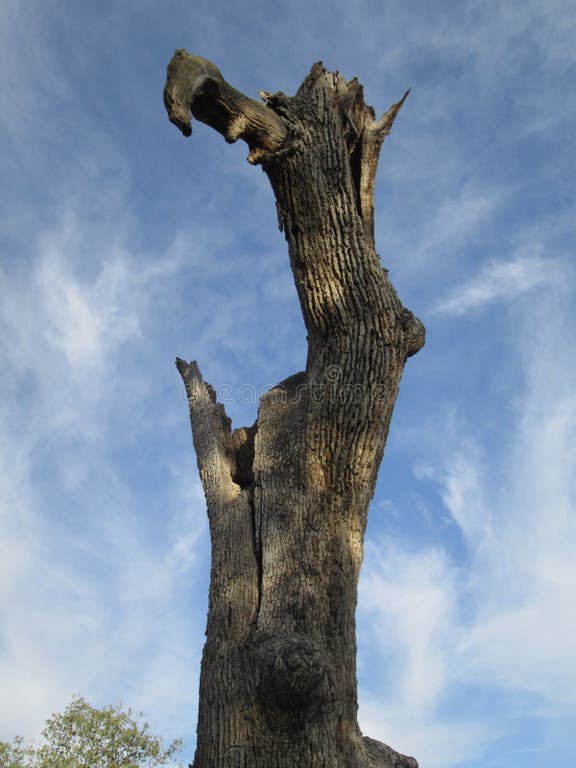 Dead Oak Tree stock image. Image of deadoak, tree, spooky - 93513639
