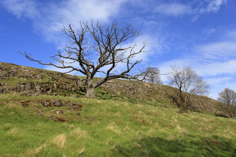 A Dead Oak Tree on Top of the Breiddens Stock Photo - Image of welsh ...
