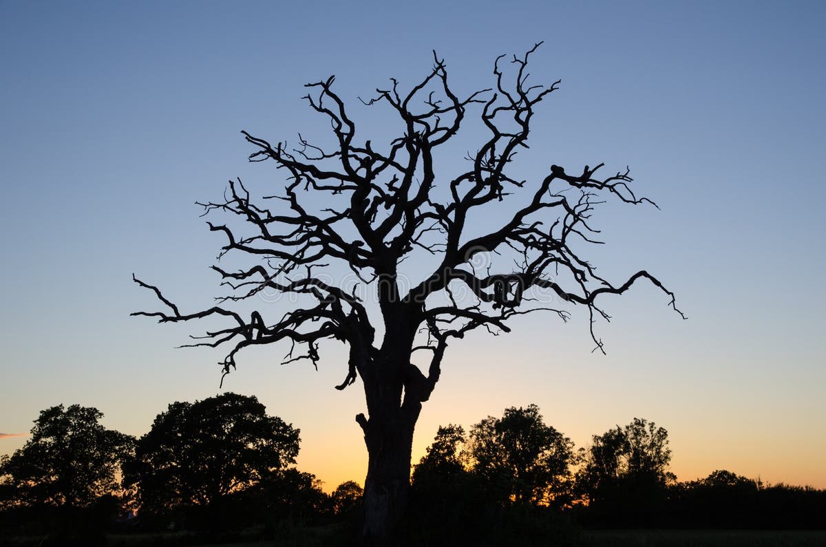 4,453 Wide Tree Silhouette Stock Photos - Free & Royalty-Free Stock ...