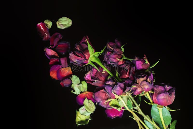Dead old and sad roses stock photo. Image of wilted - 122470202