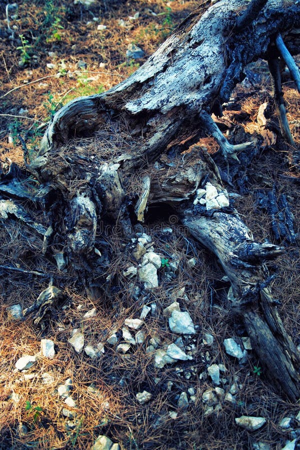 Big Dead Tree Branch Against Blue Sky Stock Photo - Image of branches ...