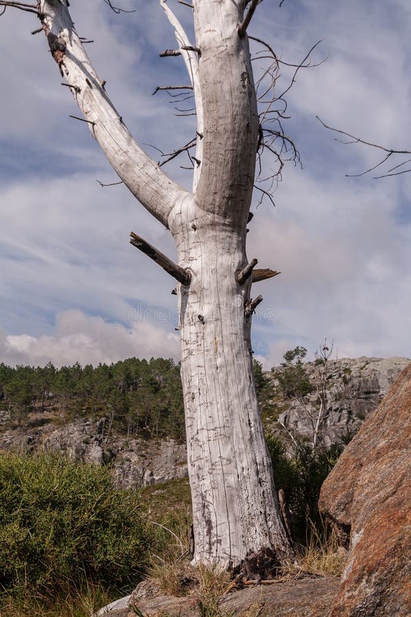 Dead Old Tree on Mountain Near a Bush Stock Image - Image of yellow ...