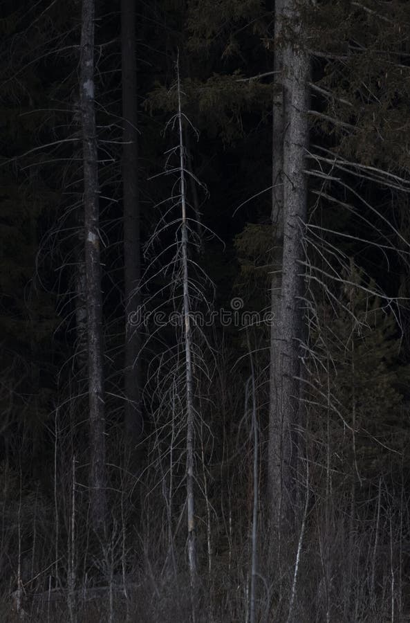 Dead Old Trees in Dark Scary Forest Stock Photo - Image of dead, scary ...