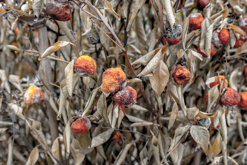 Dead Orange Tree in the Dry Season. Stock Photo - Image of landscape ...