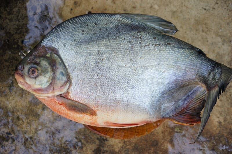 A dead pacu fish stock photo. Image of sauce, close - 133903510