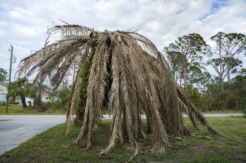 Dead Palm Tree with Dry Branches on Florida Home Backyard. Tree Removal ...