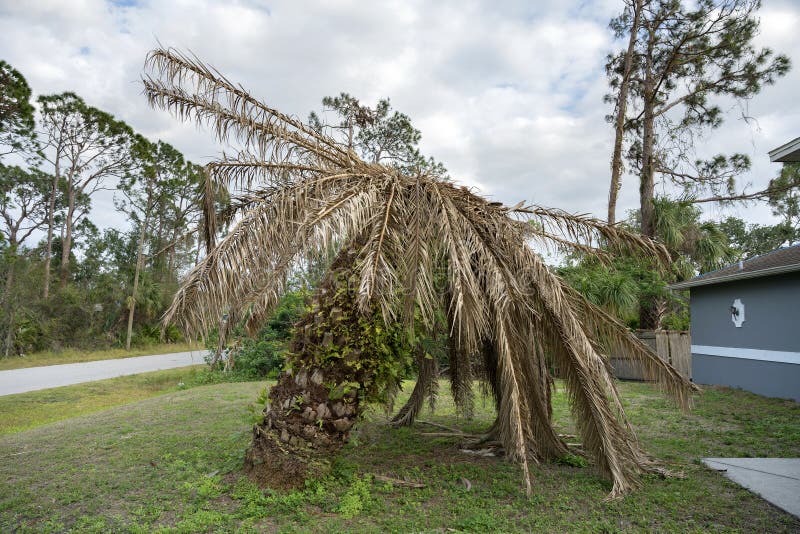 Dry Dead Palm Tree on Florida Home Backyard Stock Photo - Image of tree ...