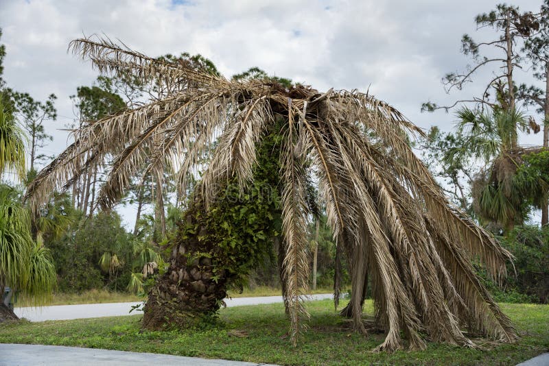 Dead Palm Tree with Dry Branches on Florida Home Backyard. Tree Removal ...
