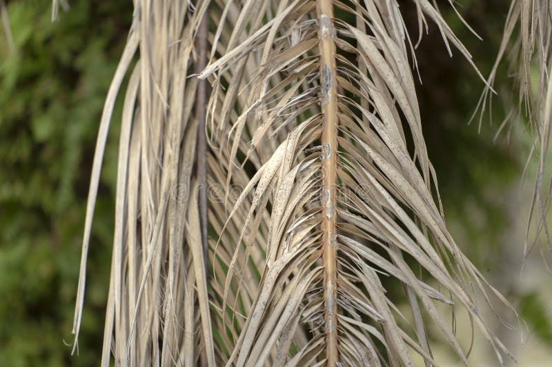 Dead Palm Tree with Dry Branches on Florida Home Backyard. Tree Removal ...