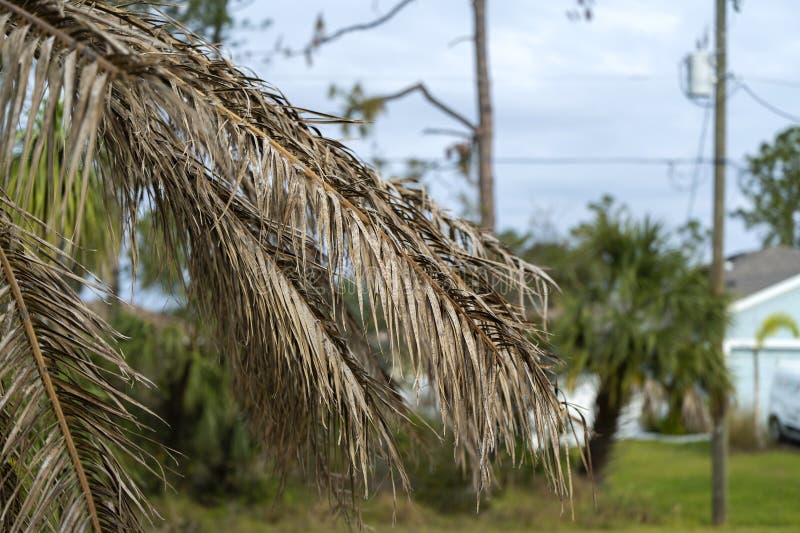Dead Palm Tree with Dry Branches on Florida Home Backyard. Tree Removal ...