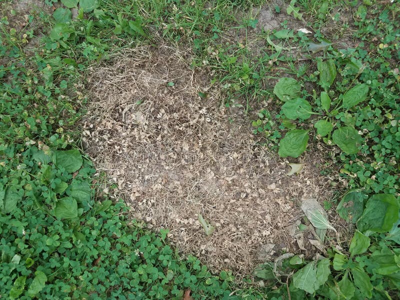 Dead patch of clover stock photo. Image of nature, botany - 94834924