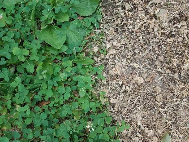 Dead patch of clover stock photo. Image of brown, nature - 94835078