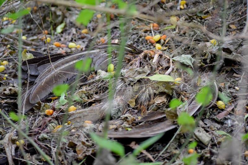 A dead peacock stock photo. Image of bird, environment - 249964854