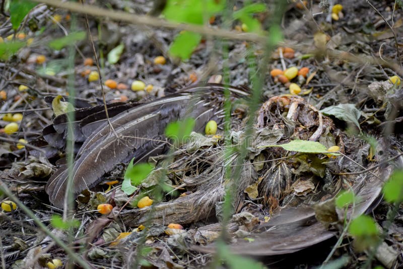 A dead peacock stock image. Image of ecological, death - 249964833