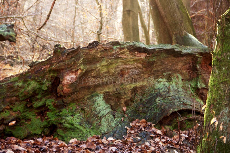Dead, Petrified Large Oak Covered with Moss in the Sababurg Primeval ...