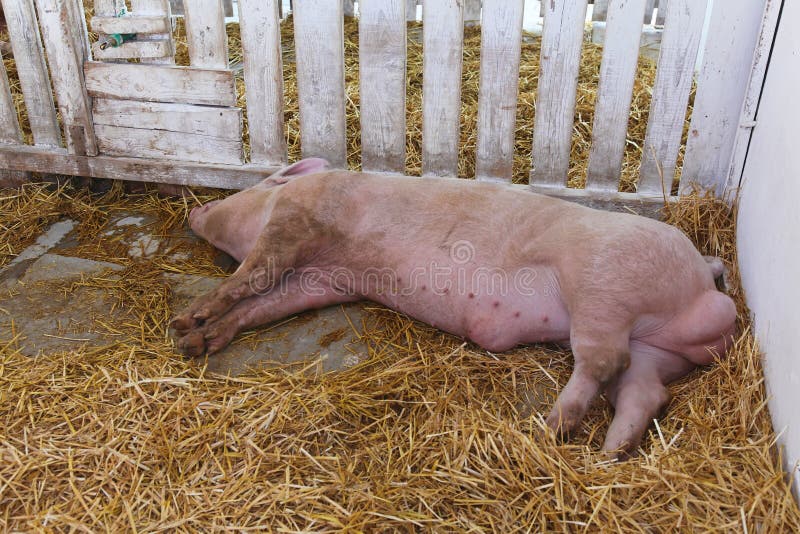 Dead pig stock image. Image of influenza, dead, straw - 37716395