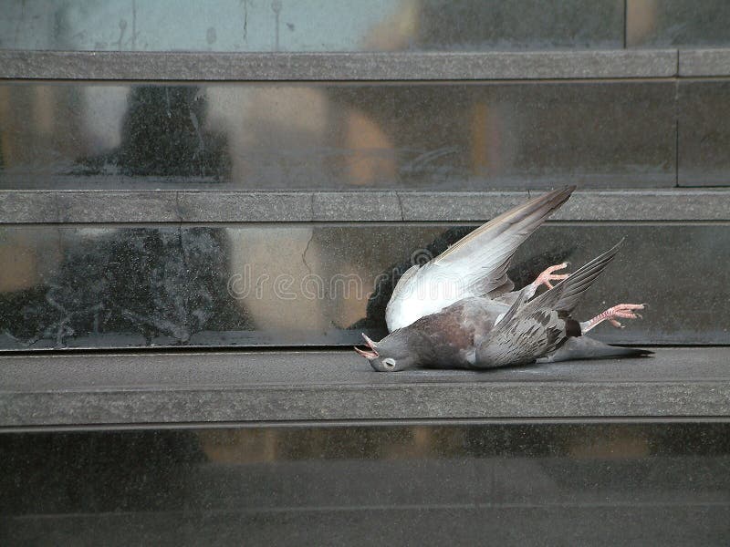 Dead Pigeon stock image. Image of birds, stairs, rigor, fatality - 53975