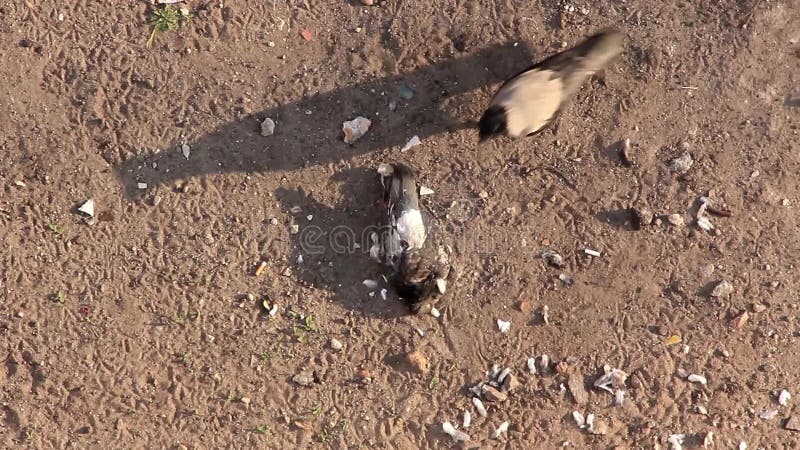 Cadaver, Dead Male Body in Morgue on Steel Table. Corpse. Autopsy ...
