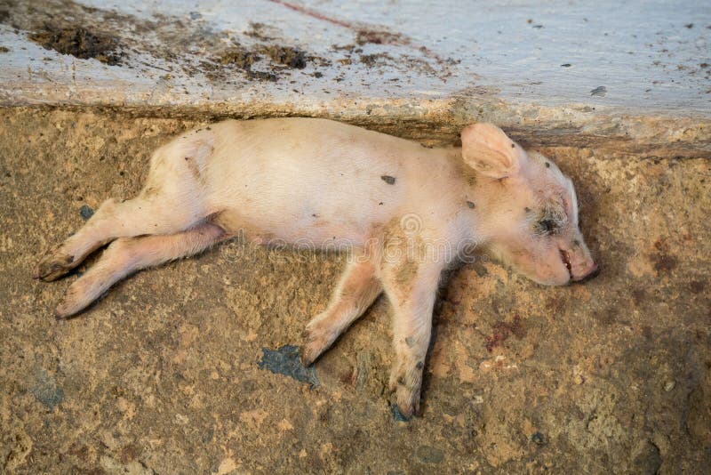 Dead Piglet stock photo. Image of life, scene, dead, dirty - 95569292