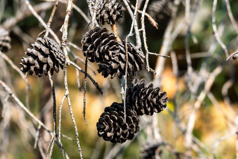 Dead Pine Cone on Bare Branches Stock Image - Image of growth, dead ...