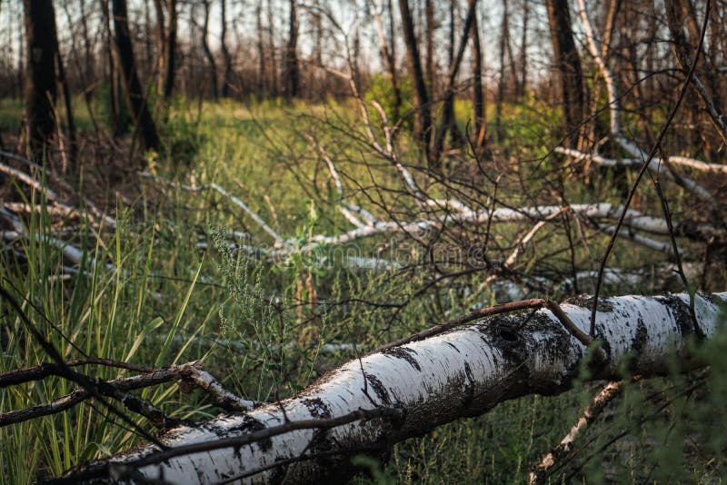 Dead Pine Forest One Year after the Great Forest Fire Stock Photo ...