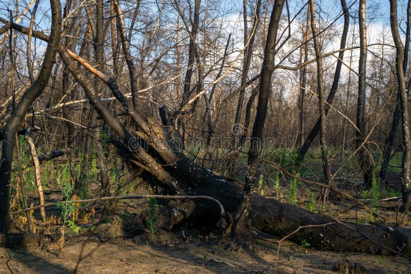 Dead Pine Forest One Year after the Great Forest Fire Stock Photo ...