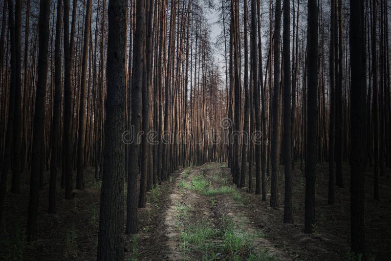 Dead Pine Forest One Year after the Great Forest Fire Stock Photo ...