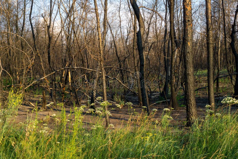 Dead Pine Forest One Year after the Great Forest Fire Stock Image ...