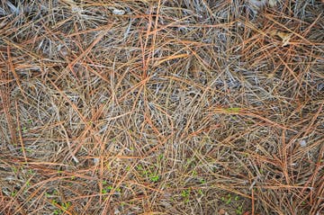 25,621 Pine Needles Texture Stock Photos - Free & Royalty-Free Stock ...