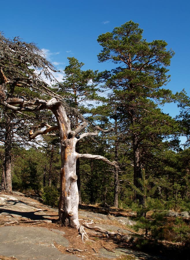 Dead Pine Tree Picture. Image: 1280256