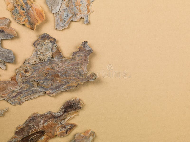 Dead Pine Tree Bark Textured Background Stock Image - Image of seasons ...
