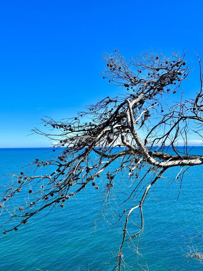 Dead Pine Tree and Bright Blue Sea Stock Photo - Image of shore, frost ...