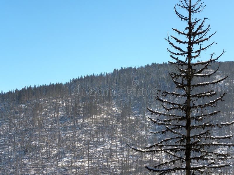 Dead pine tree stock image. Image of frost, outdoors - 67964153