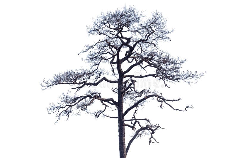 Dead Pine Tree Isolated on White Stock Photo - Illustration of forest ...