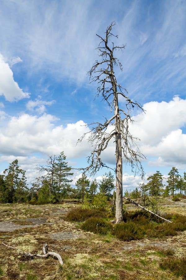 Dead pine tree stock image. Image of finland, peak, landscape - 54710499