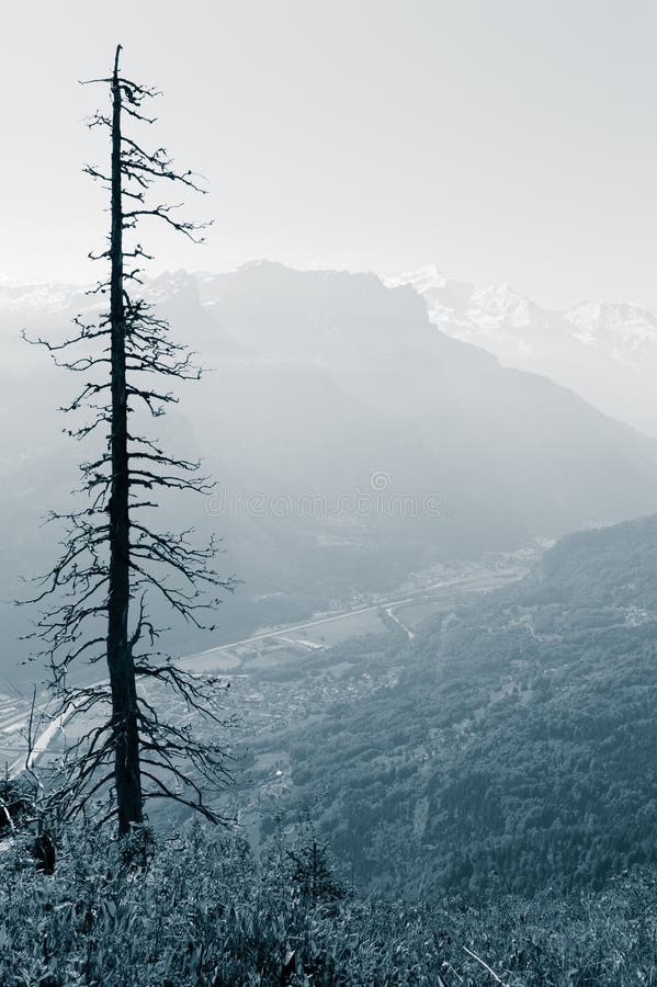 Dry Dead Pine Tree Silhouette Stock Photo - Image of nature, branch ...